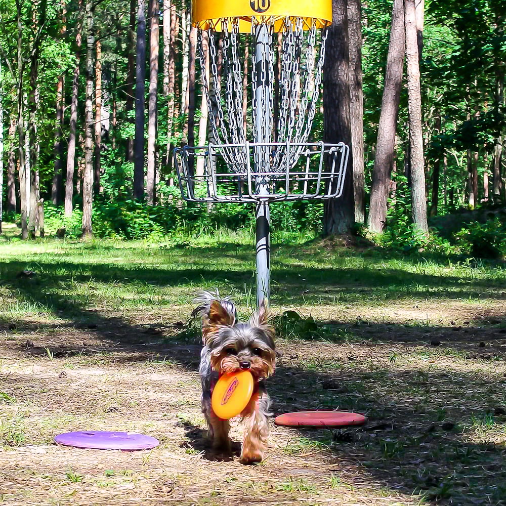 Disc Golf Adventures in Arizona's White Mountains - Things To Do in ...