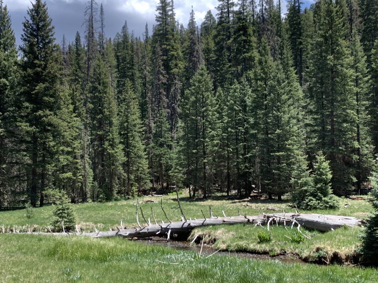 5 Best Campgrounds Near Alpine Arizona - Things To Do in Arizona White ...