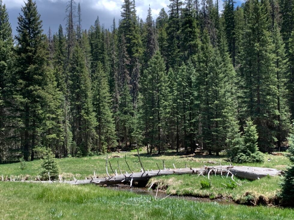 Dispersed Camping In Arizona's White Mountain Alpine Ranger District - Things To Do in Arizona ...