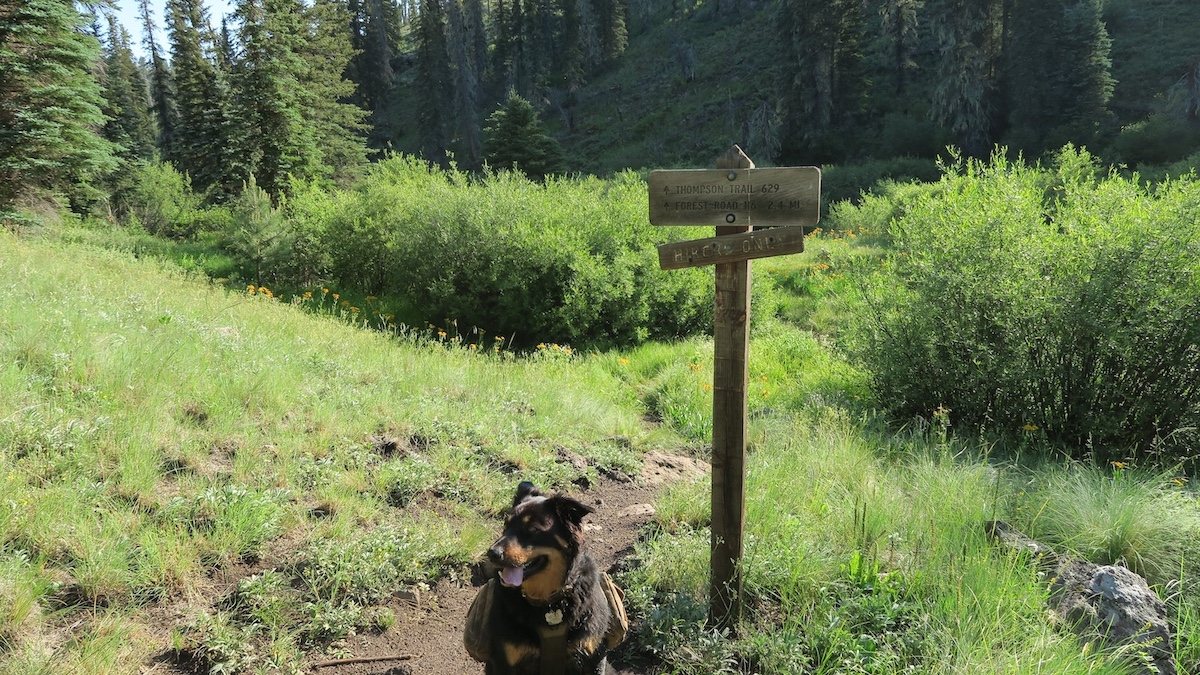 Thompson Trail 629 - Things To Do in Arizona White Mountains ...