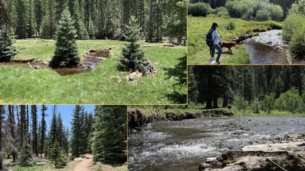 Dispersed Camping In Arizona's White Mountain Alpine Ranger District - Things To Do in Arizona ...